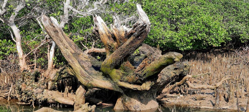 SONNERATIA MANGROVE TREE TRUNK PIDADA TREE Stock Photo - Image of ...