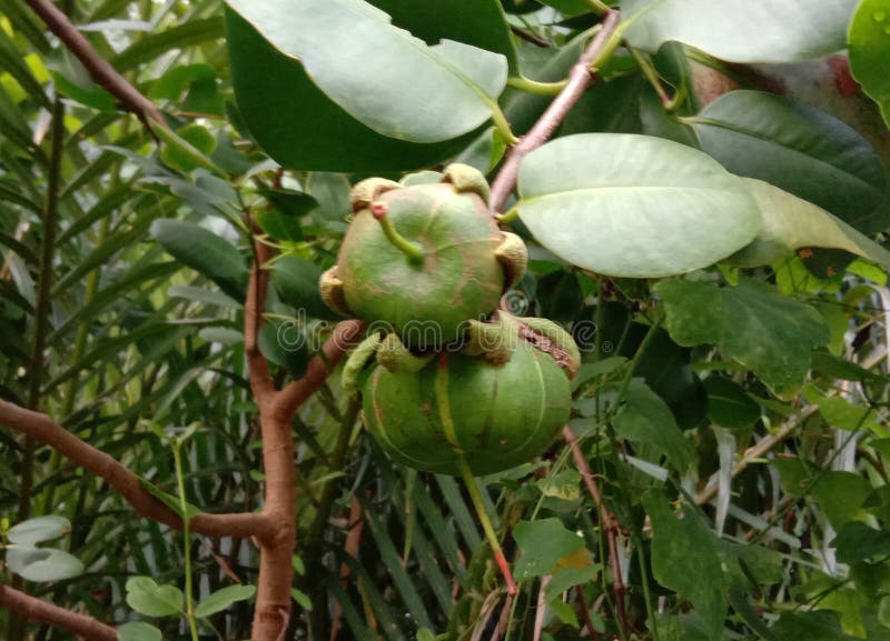 172 Round Tree Leaves Names Stock Photos - Free & Royalty-Free Stock ...