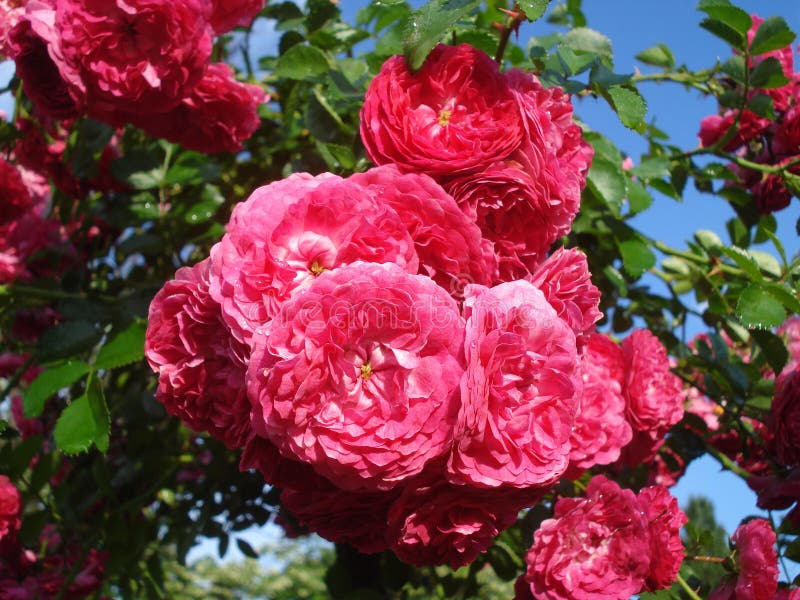 Dunkle rosa Kaskadenrosen stockfoto. Bild von blühen - 31396080