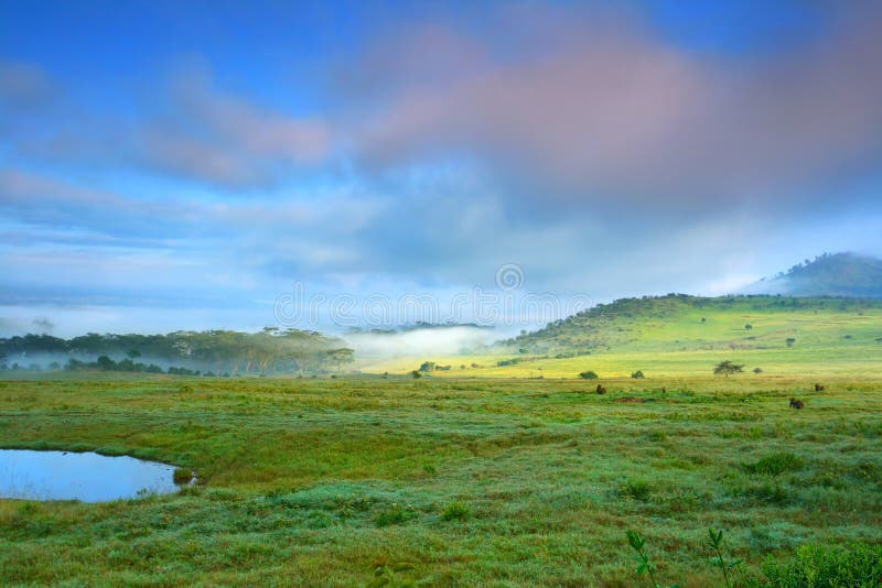 Wiese stockbild. Bild von wiese - 11887643