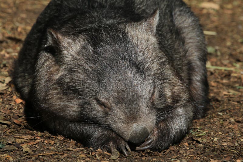 L'Australia: Madre E Bambino Di Vombato Fotografia Stock - Immagine di ...