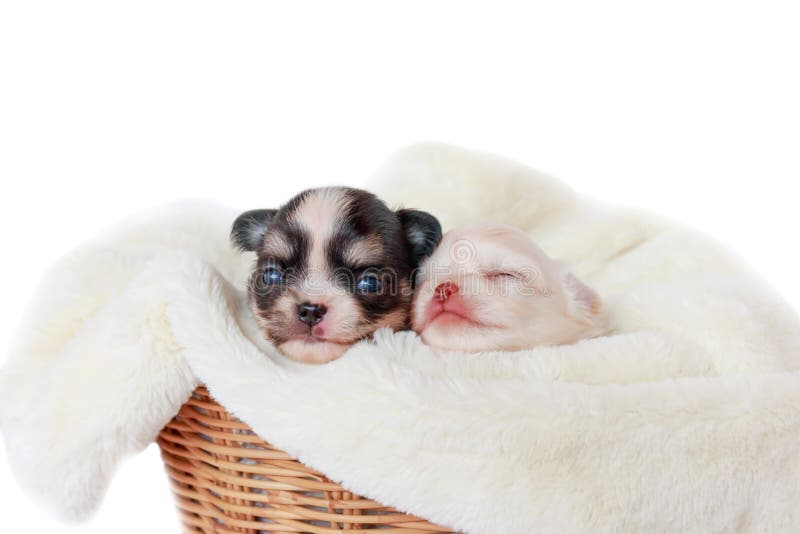 Cani Appena Nati Del Cucciolo Di Sonno Del Dolce Su Bianco Fotografia ...
