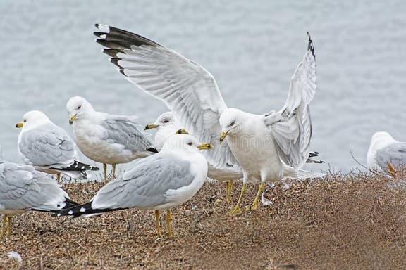 Sono Batman! immagine stock. Immagine di stagno, gabbiano - 38940613