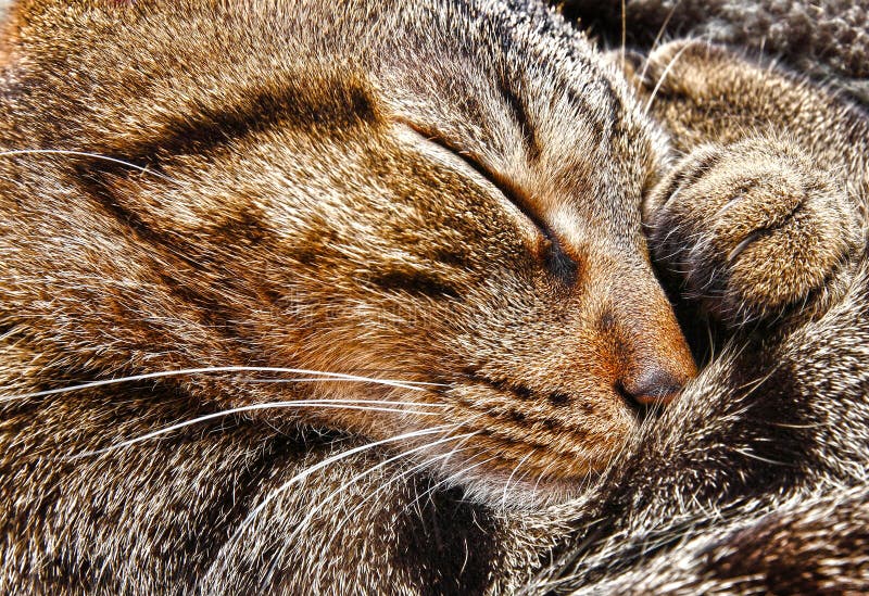 Sono do gato foto de stock. Imagem de sonos, cara, ondulado - 24767156