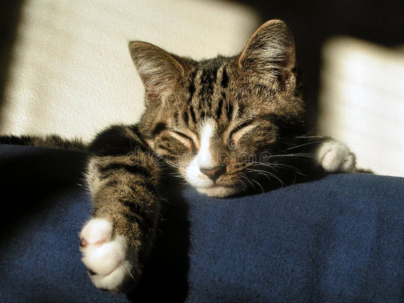Sono do gato imagem de stock. Imagem de dormir, ensolarado - 967339