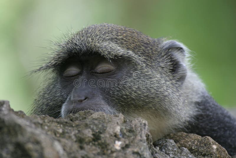 Sono do macaco foto de stock. Imagem de retrato, sonho - 656978