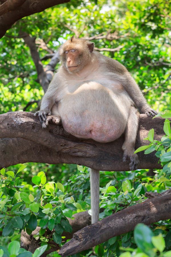 Sono gordo do macaco imagem de stock. Imagem de obeso - 44628879