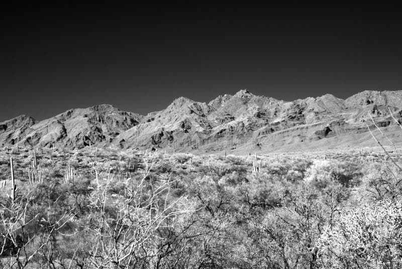 Sonora Desert Arizona in Infrared Stock Image - Image of outstanding ...