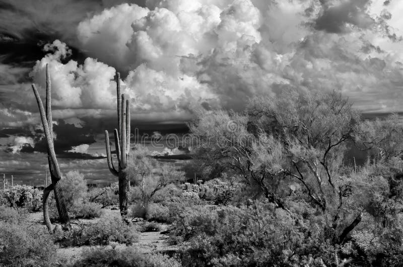 Sonora Desert Arizona in Infrared Stock Image - Image of bright, range ...