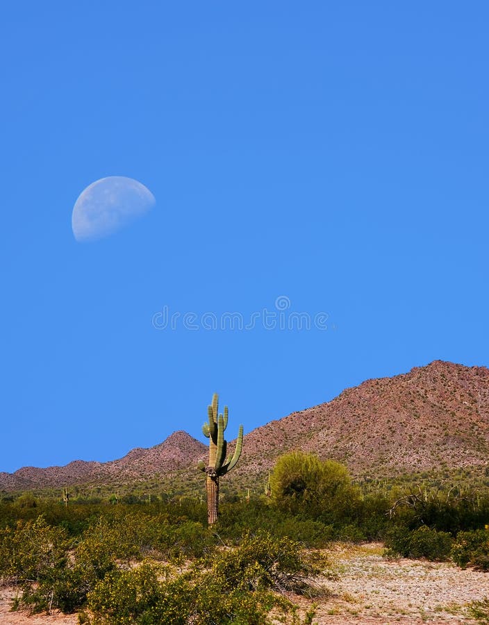 Sonora Desert Moon stock photo. Image of nature, scene - 52488696