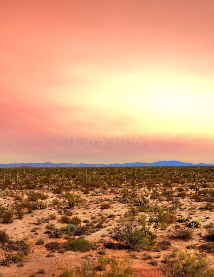 Sonora Desert Sunset stock image. Image of desert, outdoors - 63322929