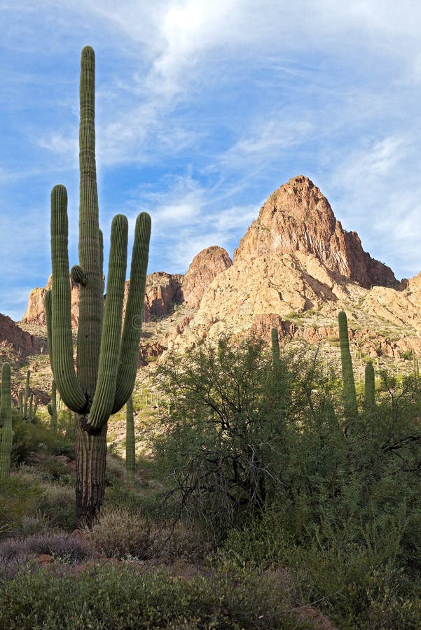 Sonoran Desert stock photo. Image of landscape, arizona - 16864562