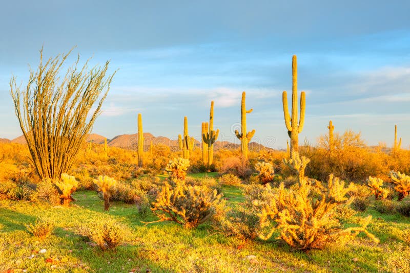 Desert Dreamtime, Saguaro Sentinels, Saguaro National Park, Sonoran ...