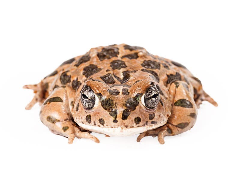 Sonoran Green Toad Profile stock image. Image of shot - 46936763