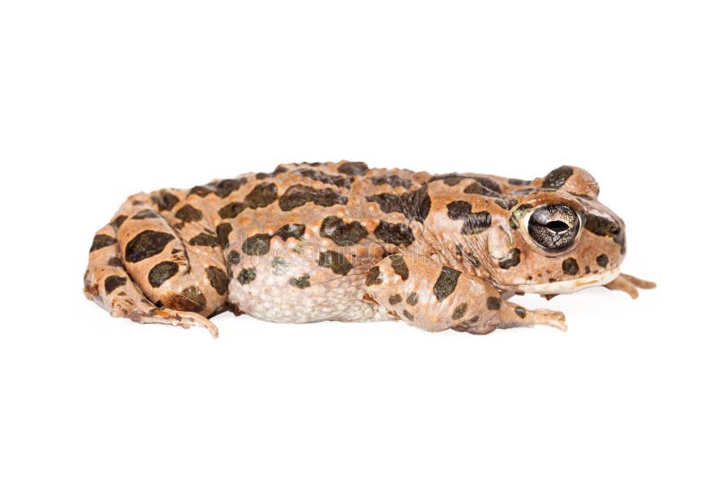 Sonoran Green Toad Profile stock image. Image of shot - 46936763