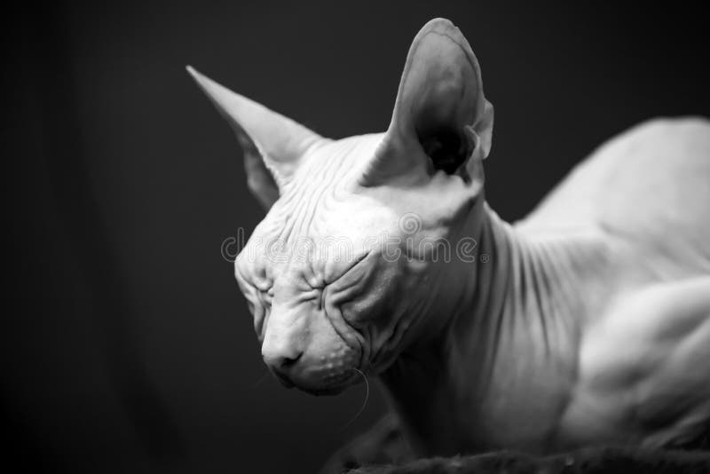 Sonos Brancos Do Gato Da Esfinge De Don Foto de Stock - Imagem de ...