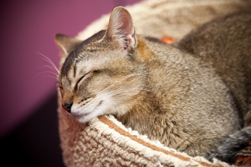 Sonos De Cabelos Curtos Do Gato De Brown Imagem de Stock - Imagem de ...