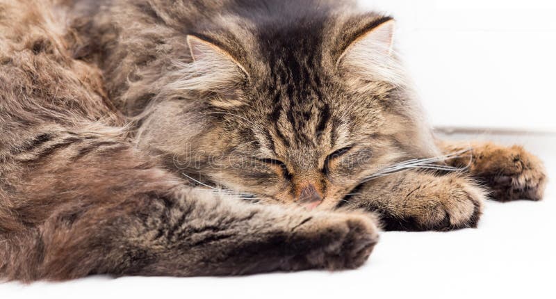 Sonos Peludos Do Gato De Maine Coon Foto de Stock - Imagem de cara ...