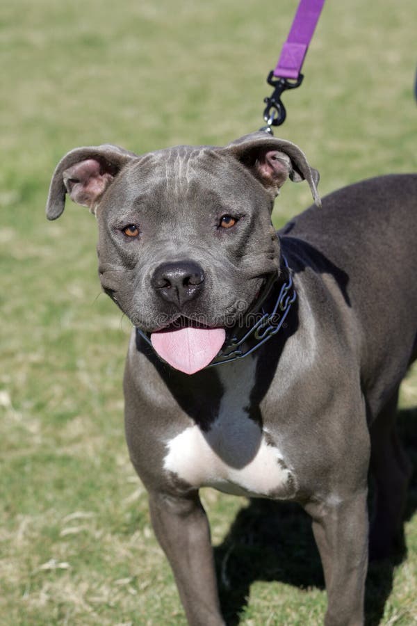 Sonrisa Azul De Pitbull De La Nariz Imagen de archivo - Imagen de juego ...