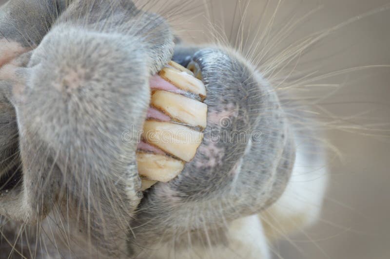 Burro De Risa Divertido Retrato Del Animal Lindo Del Ganado Que Muestra ...