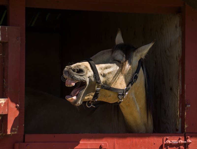Caballo sonriente imagen de archivo. Imagen de divertido - 9017409