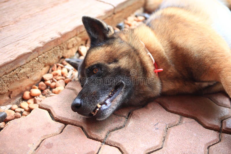 Sonrisa del perro foto de archivo. Imagen de fuerte, celebrado - 67650090