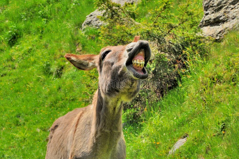 Sonrisa grande del burro imagen de archivo. Imagen de expresividad ...