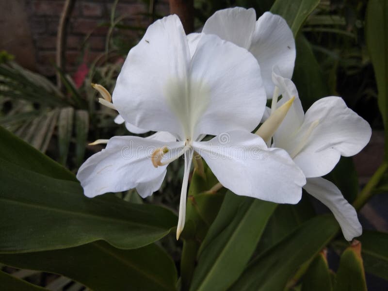 Sontakka Flower stock photo. Image of indian, sontakka - 98382876