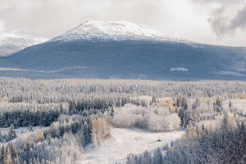 Snowy Boreal Forest - Northern Canada Stock Image - Image of american ...