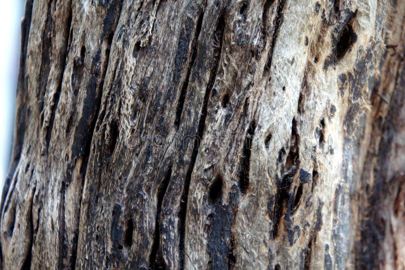 Old bark of a grape tree stock image. Image of forestry - 117463079