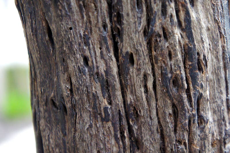 Old bark of a grape tree stock image. Image of rough - 117408767