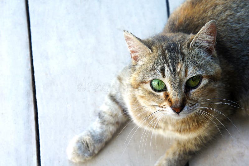 Cat looking from below stock photo. Image of cute, lying - 8680126