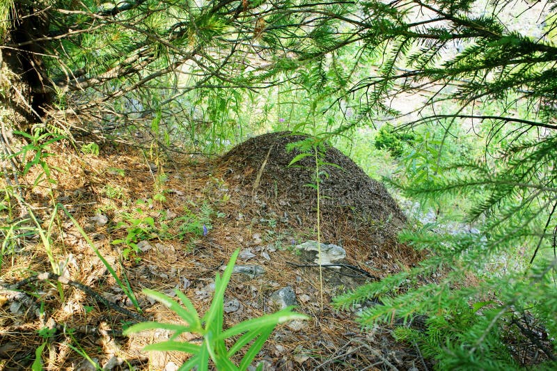 Ant Hill in the Woods, Under Trees. Stock Image - Image of plant ...