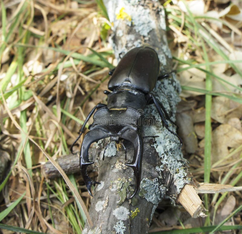 Lucanus cervus stock image. Image of forest, insects - 124560699
