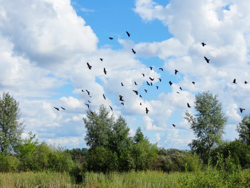 Soon fall stock photo. Image of rooks, landscape, away - 31375234