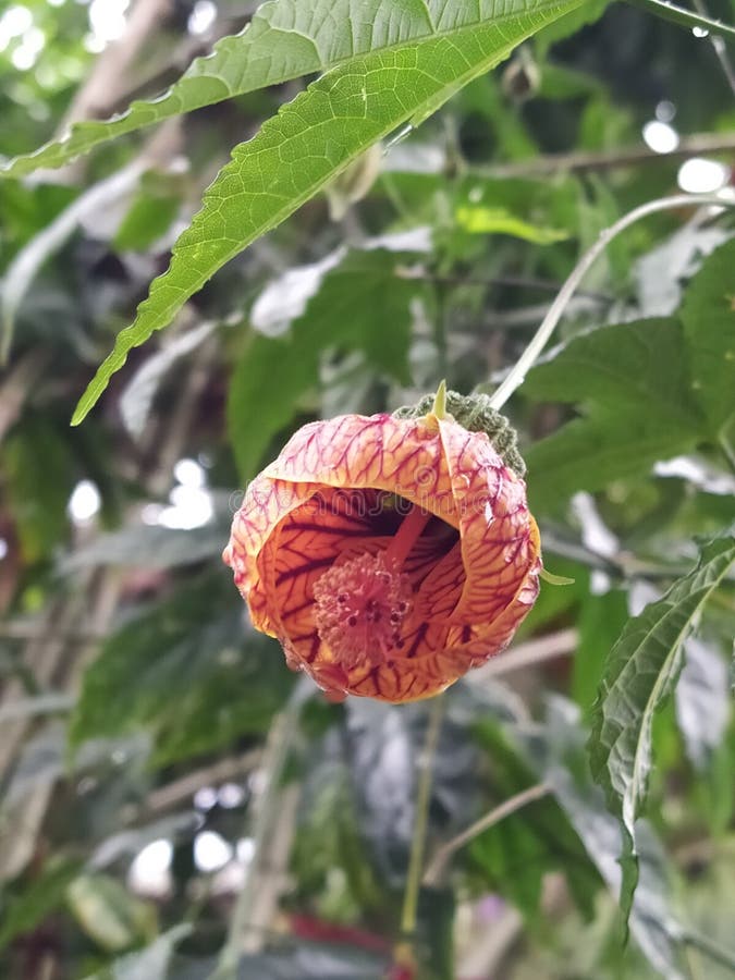 Soon to be bloom. stock image. Image of fruit, petal - 263546367