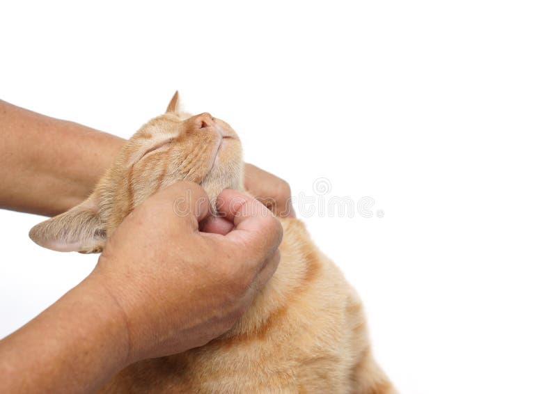 Soothing a cat stock image. Image of care, touching, soothing - 79076367