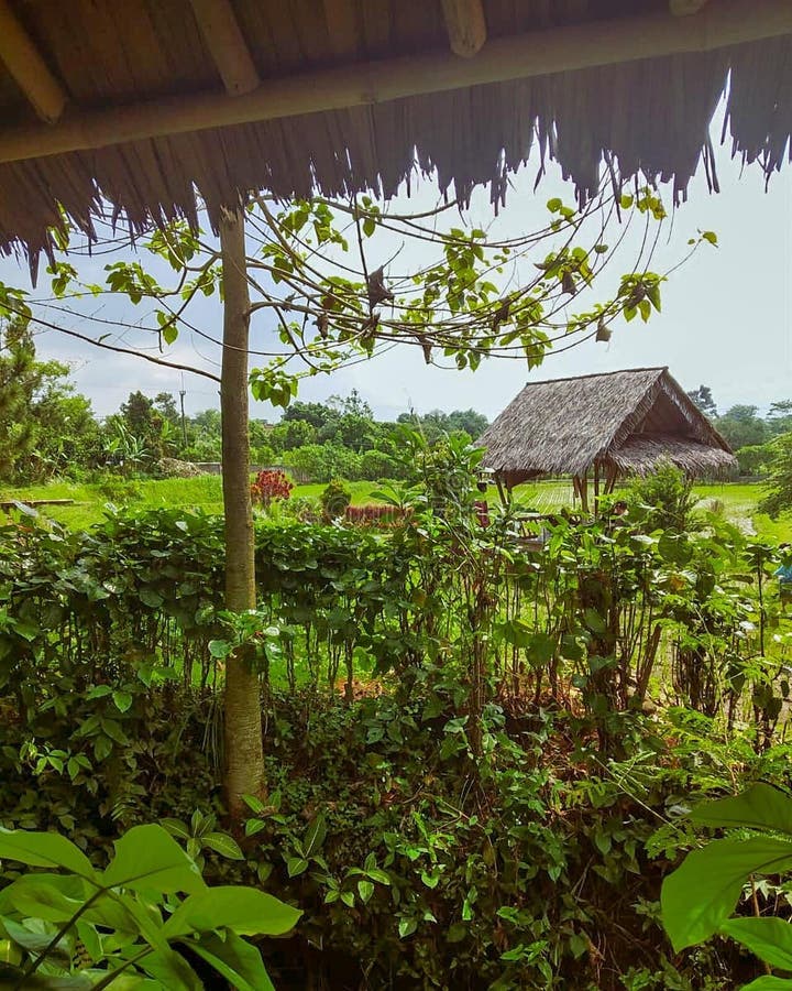 Fields of Greens Spotted in Akkar North of Lebanon on the Road. Lebanon ...