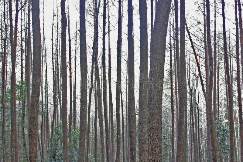 View of the Trees Inside the Forest Stock Photo - Image of tree, forest ...