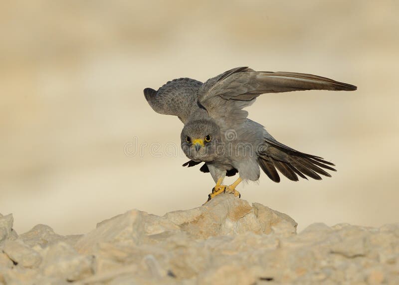 Sooty Falcon stock photo. Image of stretching, world - 51634424