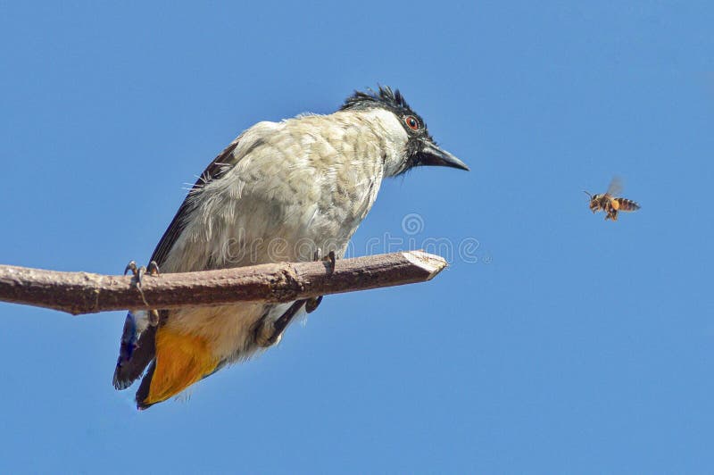 Two Headed Bird of Paradise Flower Stock Photo - Image of flower, leaf ...