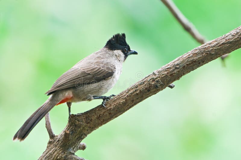 Sooty-headed Bulbul stock image. Image of outdoor, creature - 29064947