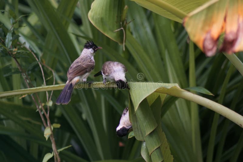 Sooty-headed Bulbul stock photo. Image of beauty, pycnonotus - 275415148
