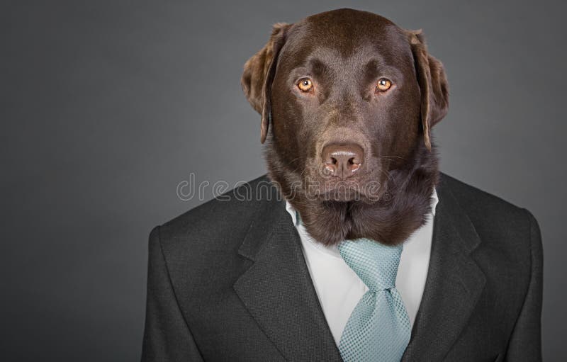 Business Labrador in Suit stock image. Image of labrador - 7765873