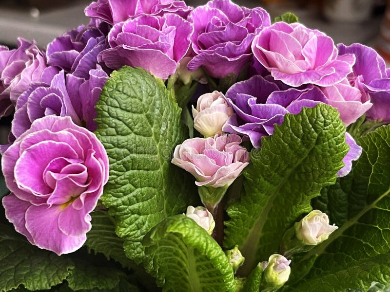 Miracle Primula Stock Photos - Free & Royalty-Free Stock Photos from ...