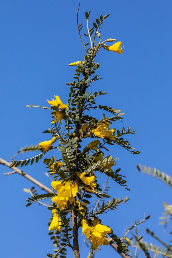 Sophora Sun King stock image. Image of pretty, natural - 280185971