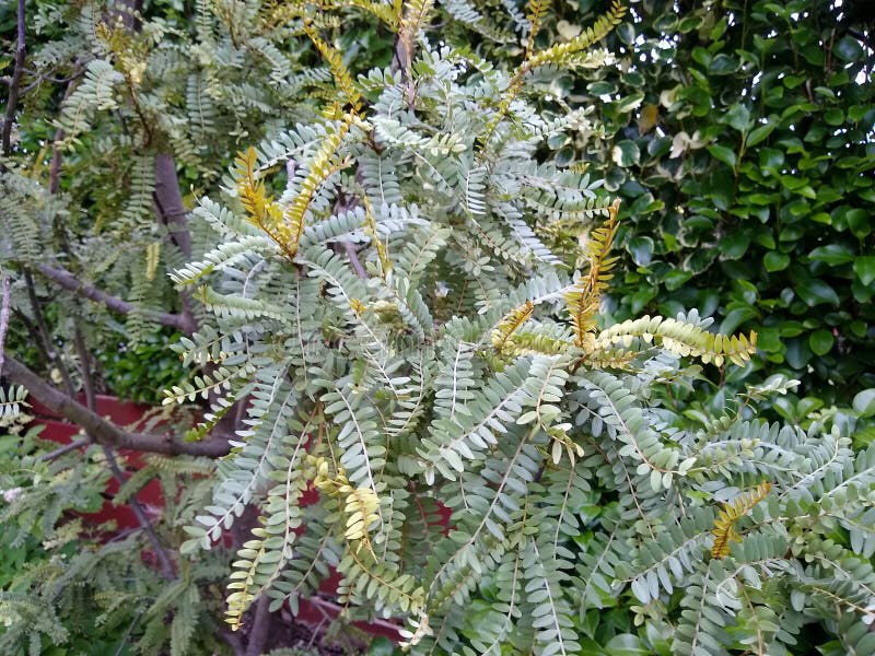 Sophora tetraptera stock photo. Image of leaflet, flora - 195428290