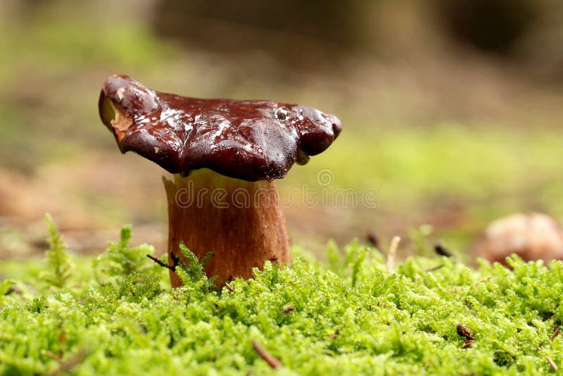 Sopp fotografering för bildbyråer. Bild av medf8ort - 93868579