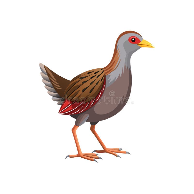 Sora Bird Realistic Illustration Stock Illustration - Illustration of ...