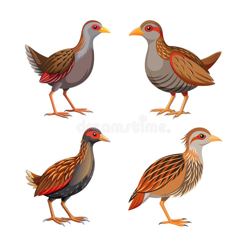 Sora Bird Realistic Illustration Stock Vector - Illustration of singing ...